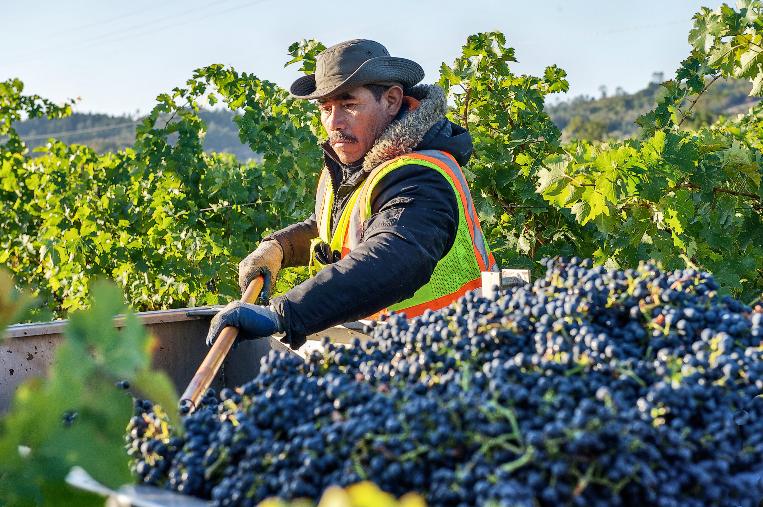 Exploring the Craft of Winemaking - Trione Vineyards and Winery