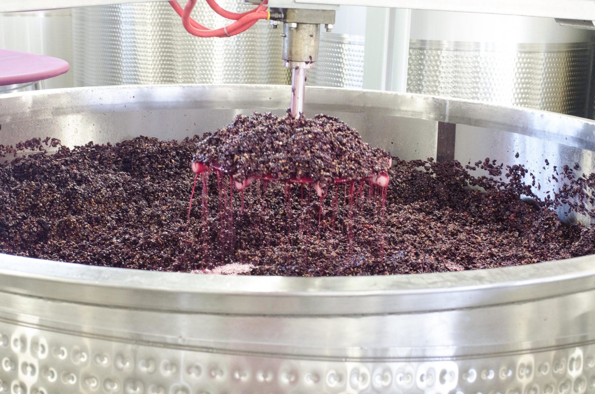 Inside the Cellar: Red Wine Fermentation - Trione Vineyards and Winery